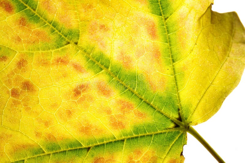 Autumn s Deatails stock photo. Image of deatails, live - 77829660