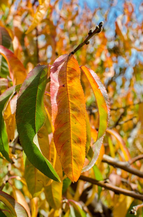 Autumn`s peach leaves stock photo. Image of garden, nature - 127384658