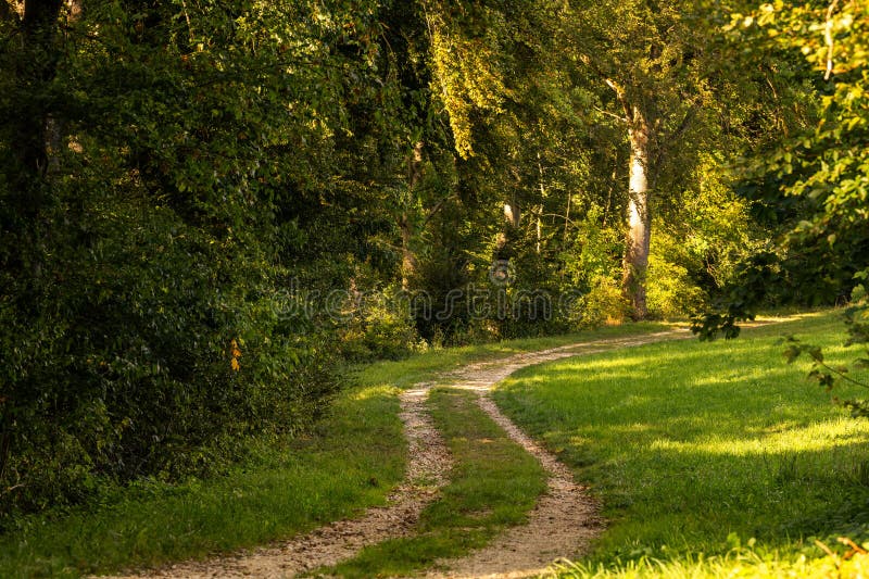 Autumn S Serenity: Idyllic Curved Forest Path Bathed in Soft Golden ...