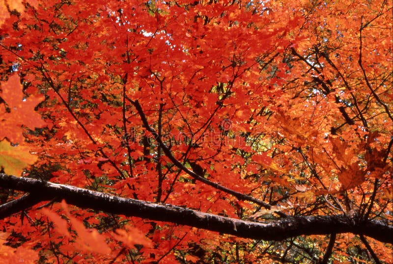 Autumn s Splendor stock photo. Image of trees, foliage - 1735494