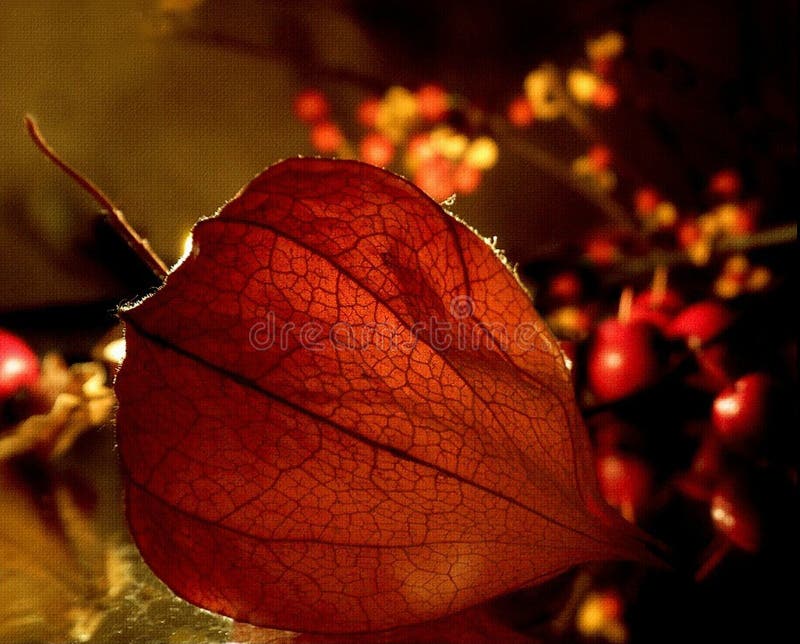 Autumn s warmth stock image. Image of warmth, yellow - 76588999