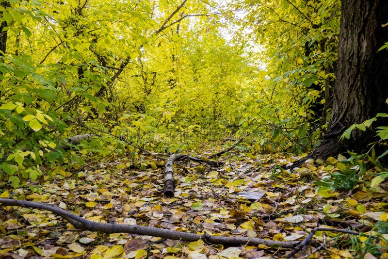 Autumn Sad Forest Landscape Stock Photo - Image of natural, beautiful ...