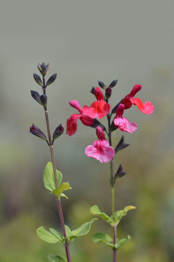 Autumn sage Lipstick stock photo. Image of leaf, texas - 198701836