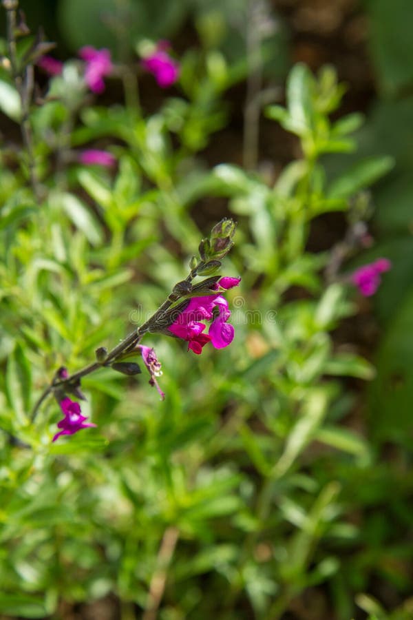 Autumn Sage (Salvia Greggii) Stock Image - Image of flora, pretty: 61275063
