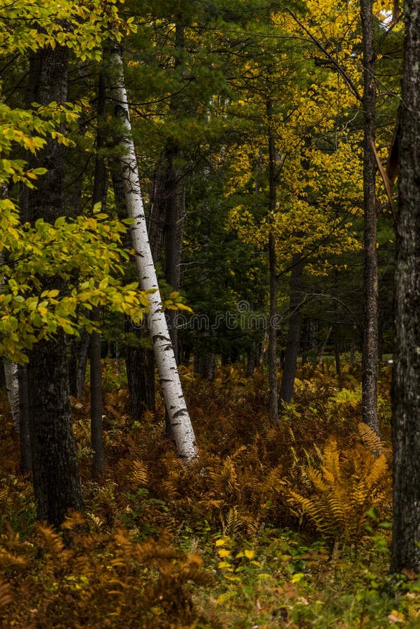 Autumn Sampler stock photo. Image of hardwoods, fall - 78984954