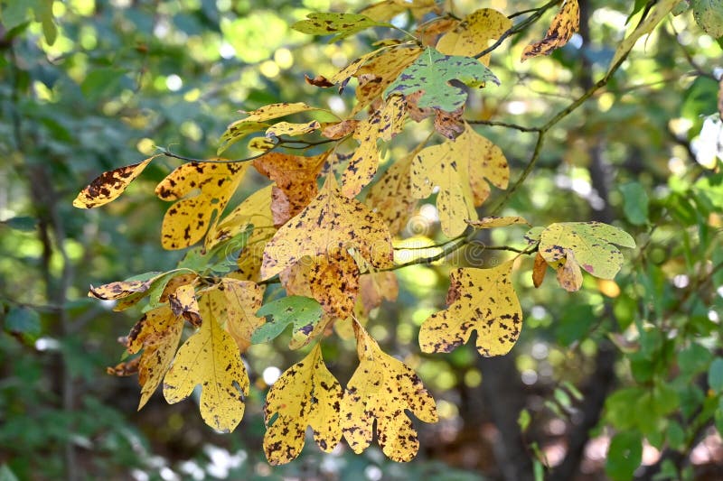Autumn Sassafras stock photo. Image of sapling, lobed - 199304386