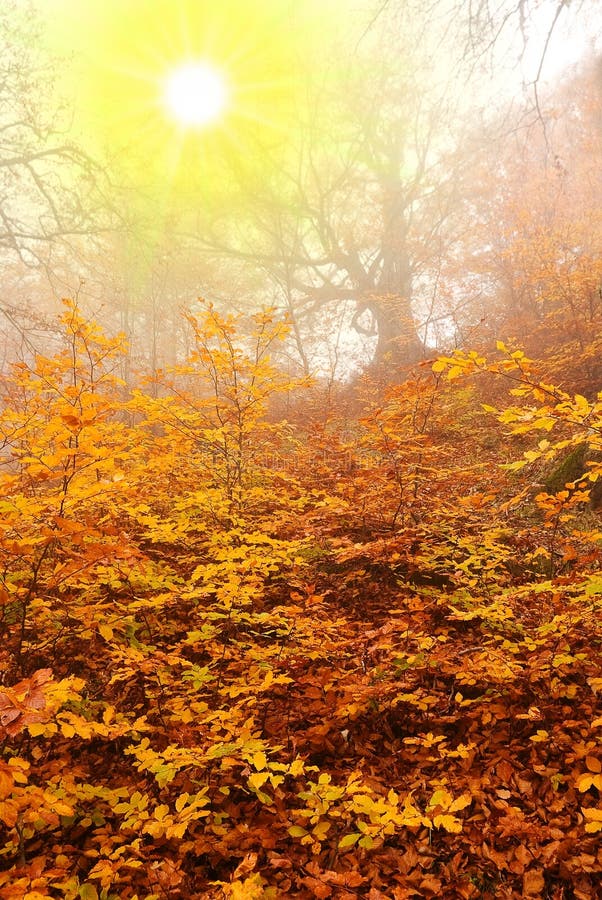 Autumn scene stock image. Image of light, brushwood, botanical - 10145493