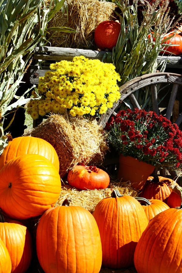 Harvest Scene stock photo. Image of season, blue, bushel - 6943466