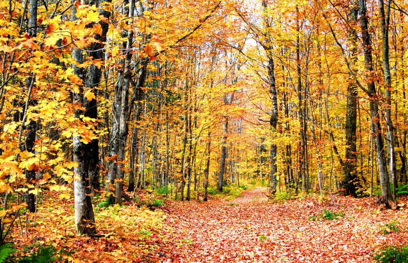 Autumn Scene stock photo. Image of golden, rest, cozy - 3563952