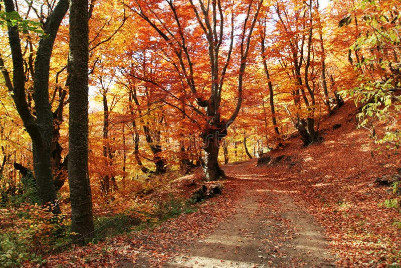 Autumn scene stock photo. Image of gardening, park, design - 3567958