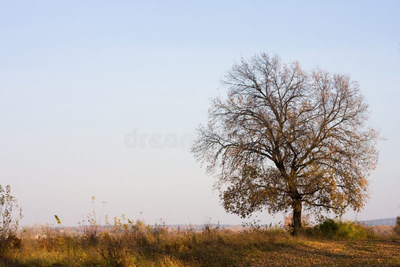 Autumn scene stock photo. Image of maple, forest, park - 6247288