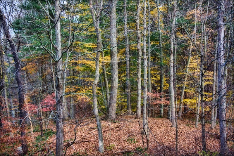 Autumn Scene stock image. Image of fallen, seasons, forest - 6991247