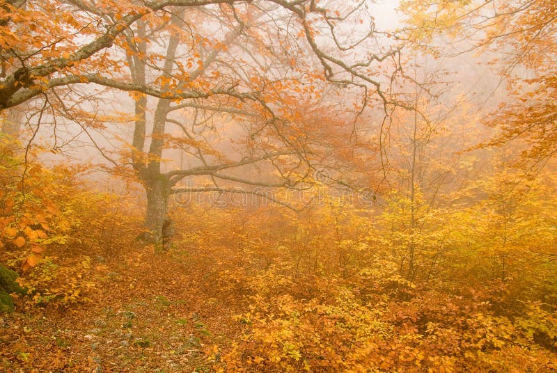 Autumn scene stock image. Image of wood, gold, park, barrel - 7392861