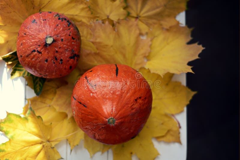 Autumn scene stock photo. Image of vegetable, pumpkins - 129910628