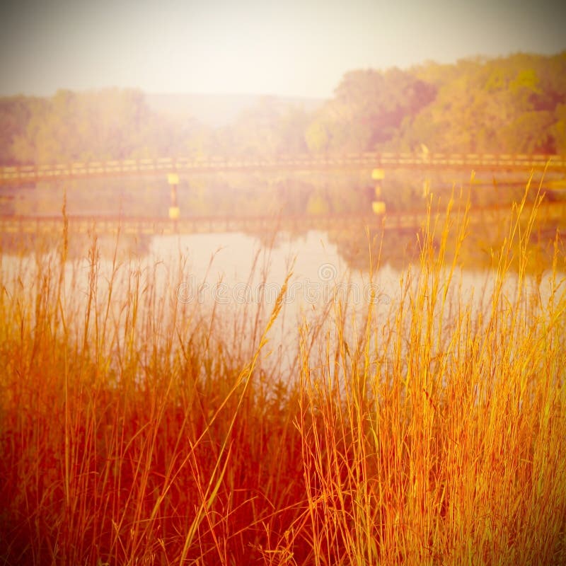 Autumn Scene with Dry Grass Stock Image - Image of harvest, nature ...