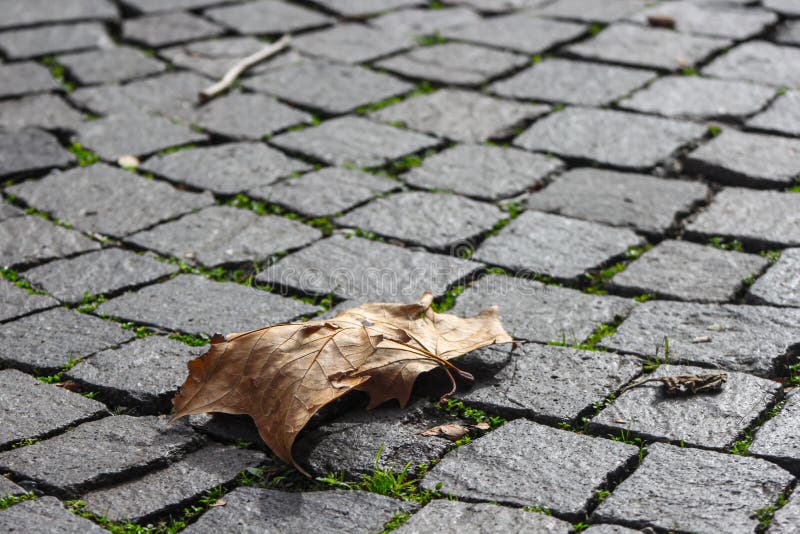 Dry Leaf Close Up on a Pattern Floor Stock Image - Image of ornate ...