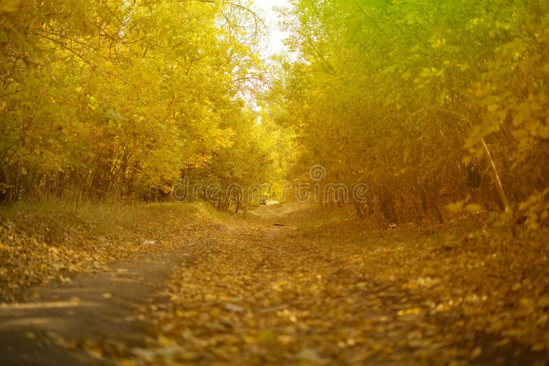 Autumn Scene, the Fallen Leaves on the Ground on the Road in Forest 库存 ...