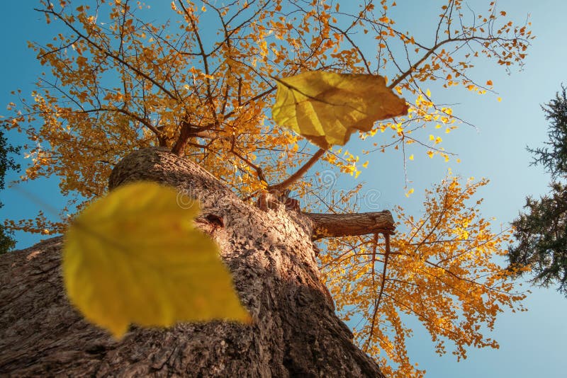 Falling Yellow Leaves of a Tree Stock Photo - Image of colorful, leaf ...