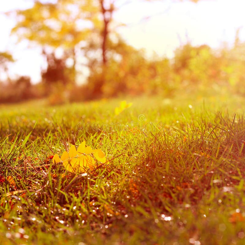 Autumn scene stock photo. Image of brown, earth, forest - 34111420