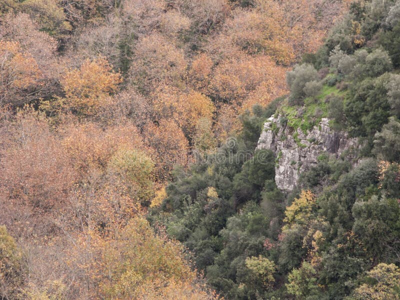 Autumn scene in forest stock image. Image of brown, forest - 39247327