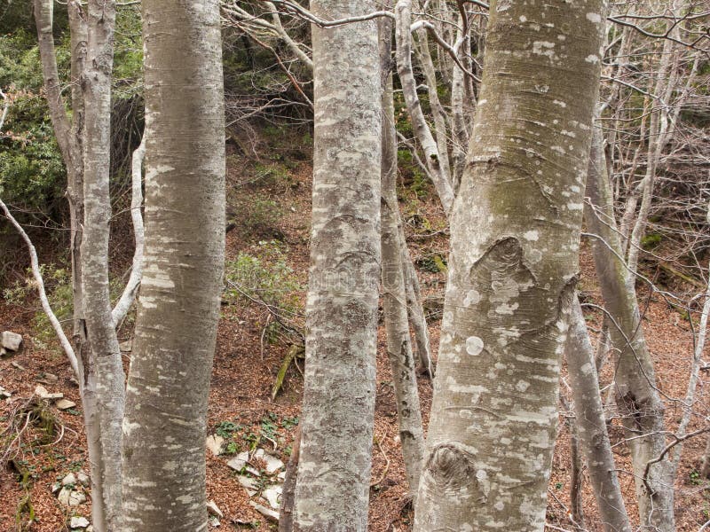 Autumn scene in forest stock image. Image of mount, black - 39247333