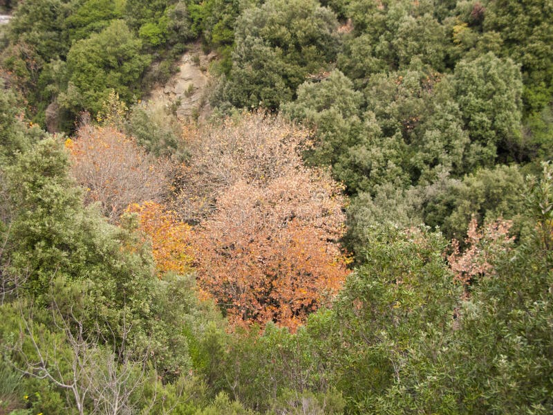 Autumn scene in forest stock photo. Image of scene, saturated - 39247334