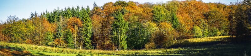 Autumn Scene of a Forest in Glorious Golden Colors Stock Image - Image ...