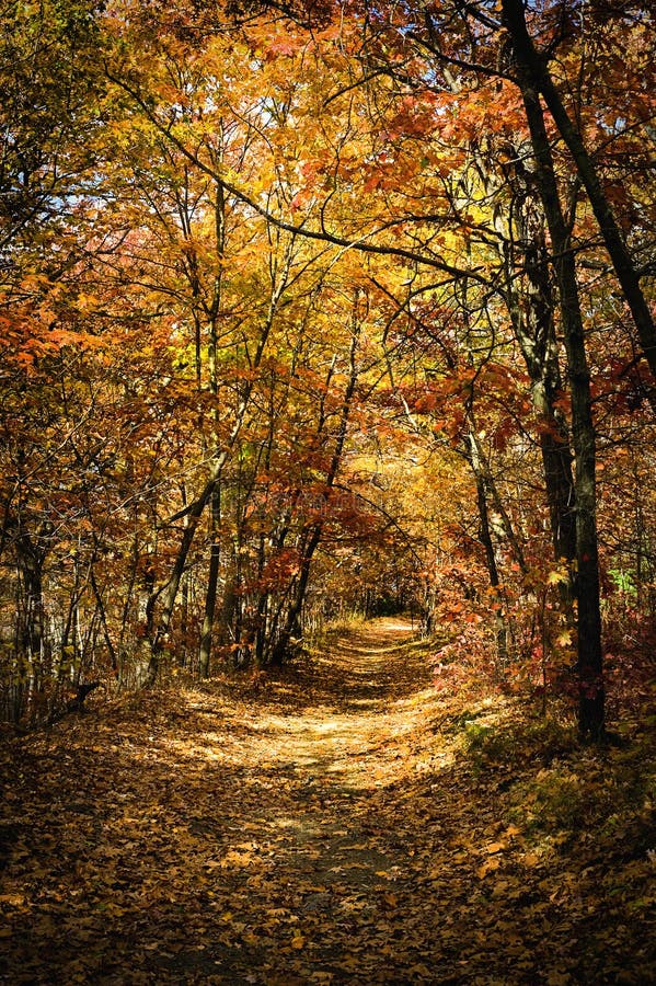 Autumn Scene of a Forest Trail with Colorful Trees Stock Image - Image ...