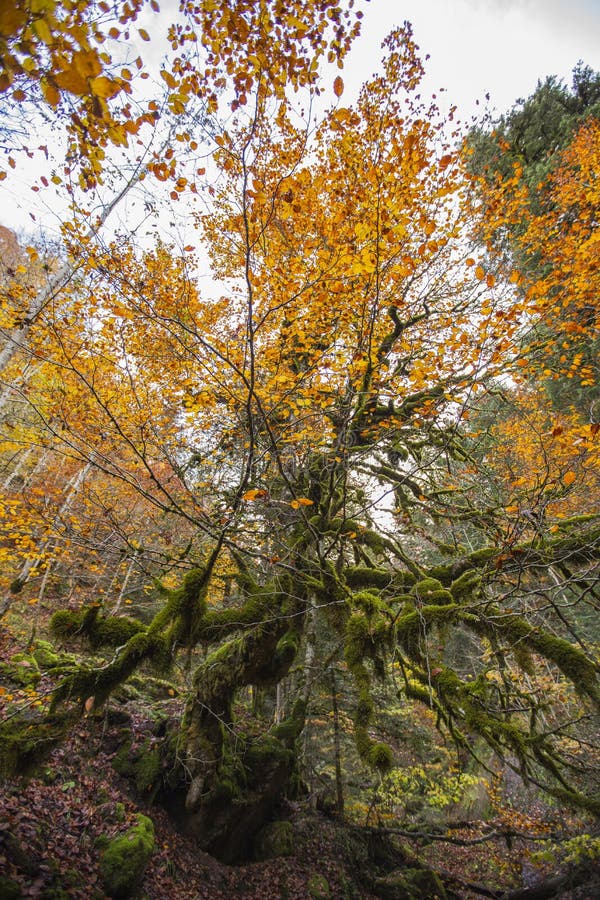 Autumn Scene in the Forests of Echo Valley, Aragon, Northern Spain ...