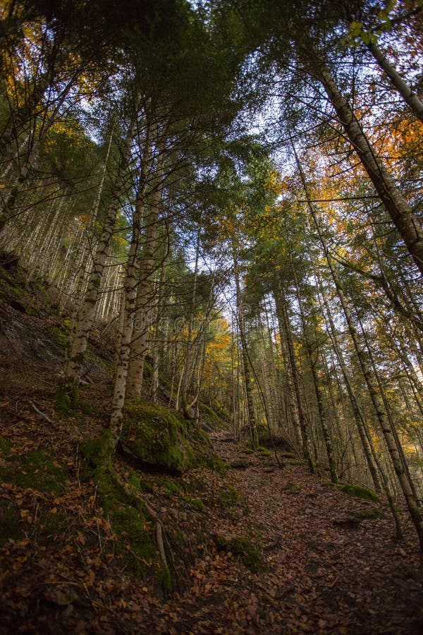 Autumn Scene in the Forests of Echo Valley, Aragon, Northern Spain ...