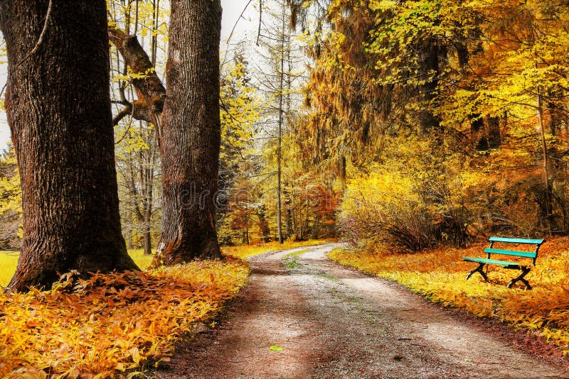 Autumn scene stock image. Image of leaves, environment - 33192989