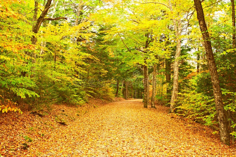 Red autumn scene stock image. Image of seedling, hardwood - 22759473