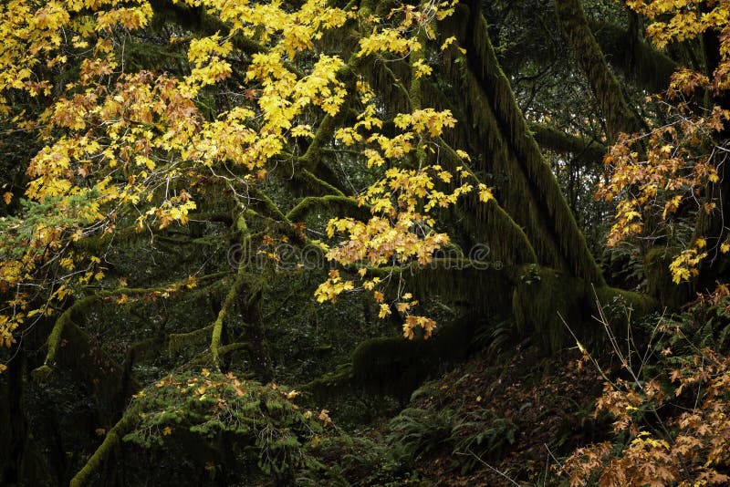 Autumn Scene with Mossy Maple Tree and Ferns Stock Photo - Image of ...
