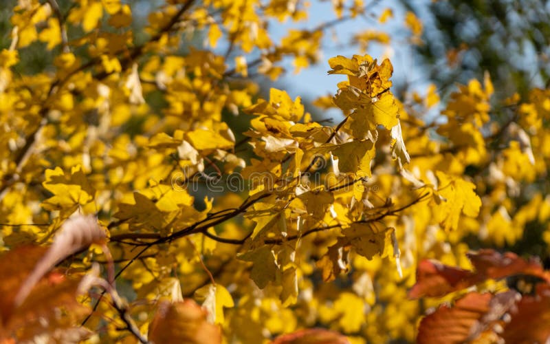 Autumn Scene, Orange Leaves at a Tree Stock Photo - Image of gold ...