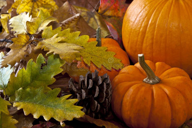 Autumn scene with pumpkins stock image. Image of food - 22385469