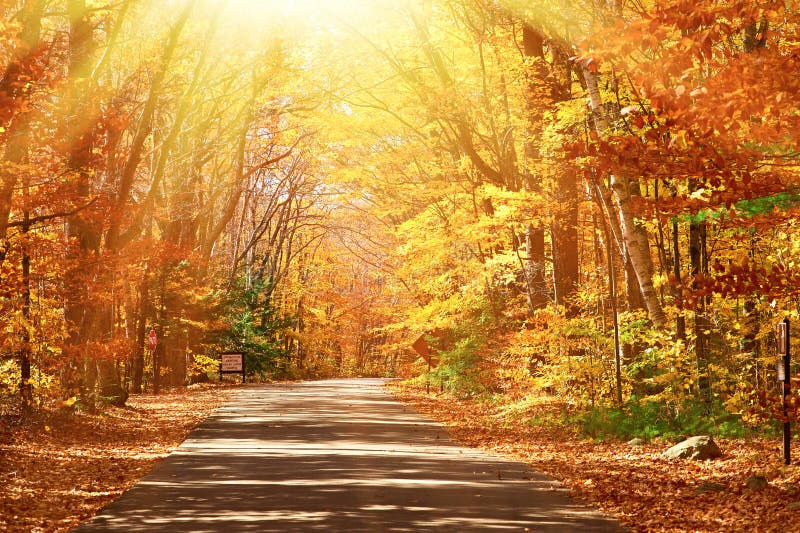 Autumn scene with road stock image. Image of foliage - 59049107