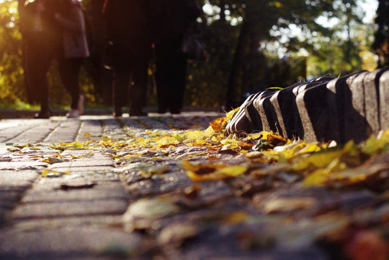Autumn Scene, Stone-block Pavement with Yellow Leaves, Underside Stock ...