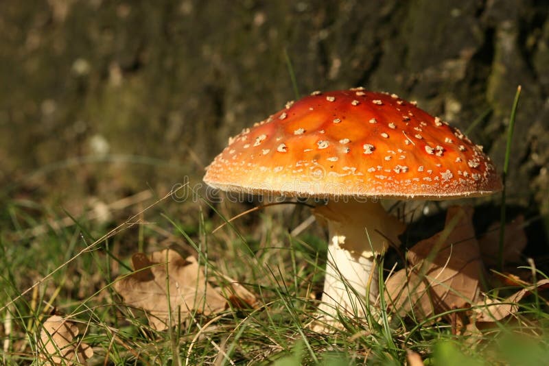 Autumn scene: toadstool stock photo. Image of autumn, grass - 6824992