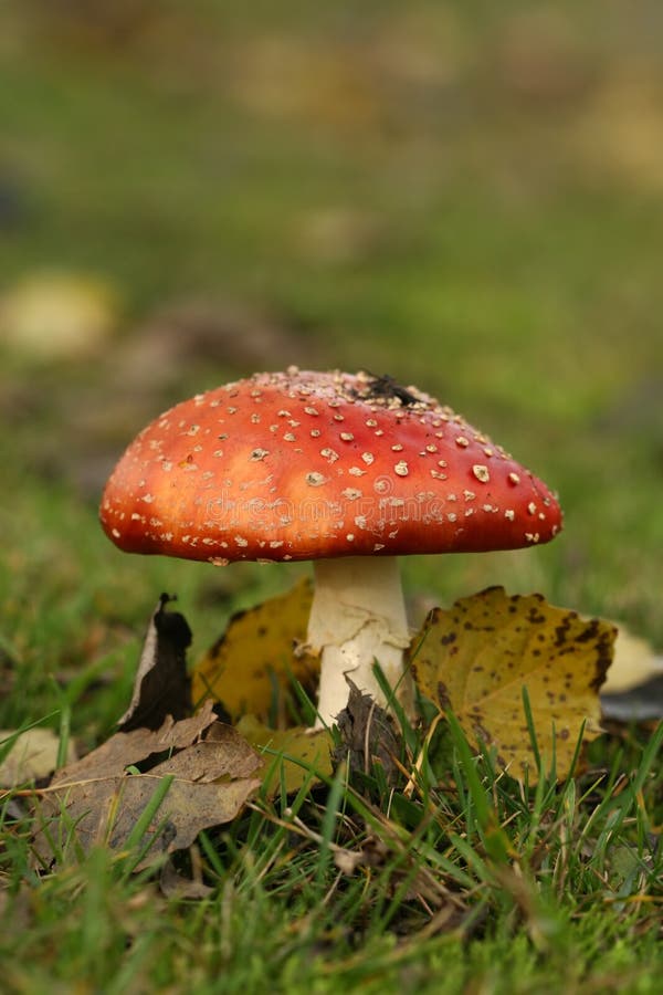 Autumn scene: toadstool stock image. Image of agaric, brown - 7074393