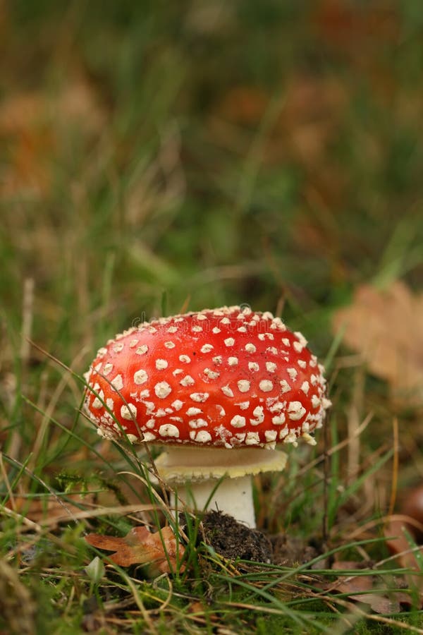 Autumn fly agaric mushroom stock photo. Image of inedible - 57533752