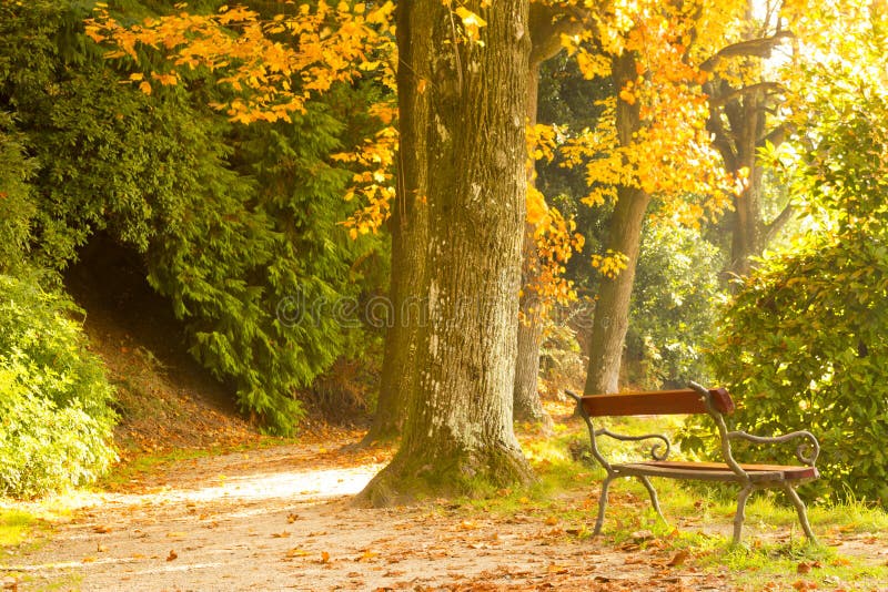 Autumn Scene with Trees and Leaves Stock Photo - Image of leaves ...