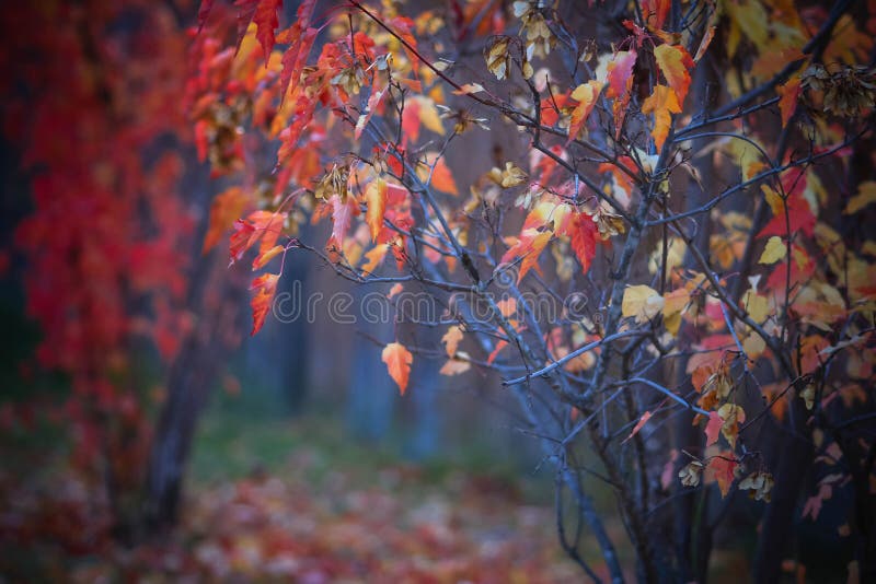 Autumn Scene of Trees with Orange and Red Leaves Stock Photo - Image of ...