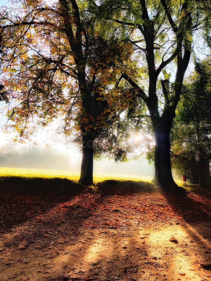 Autumn Scene of Trees and Sunlight Stock Image - Image of fall, fallen ...