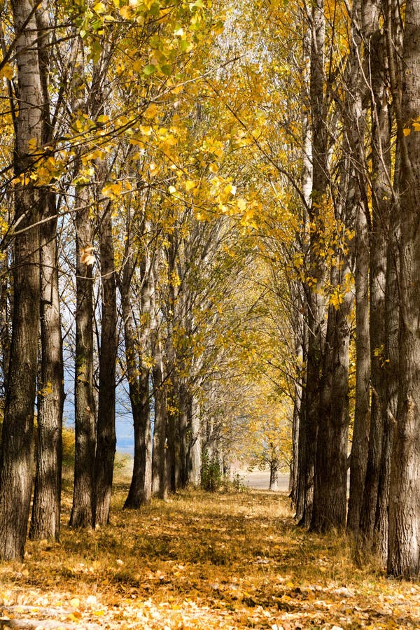 Autumn stock image. Image of autumn, forest, nature - 129309929