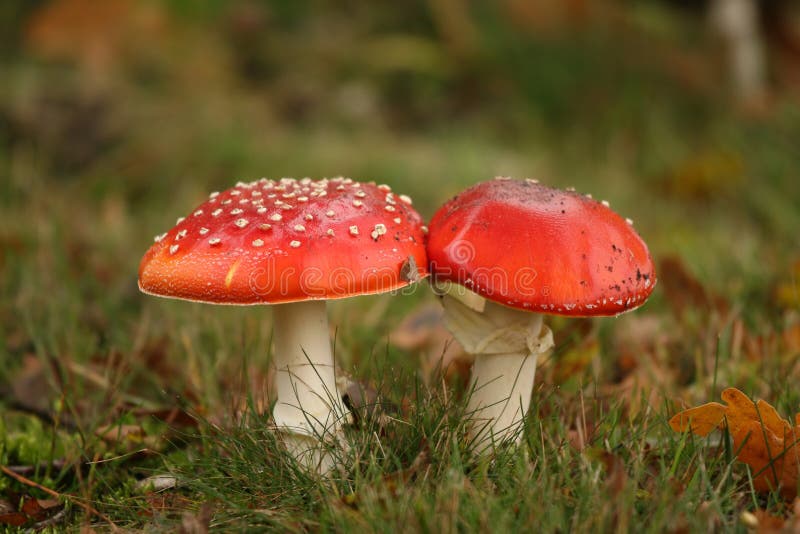 Autumn Scene: Two Toadstools Stock Photo - Image of mushroom, agaric ...