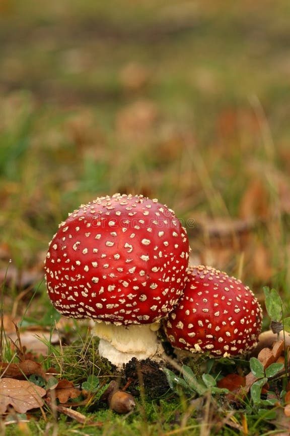Autumn Scene: Two Toadstools Close Together Stock Image - Image of fall ...
