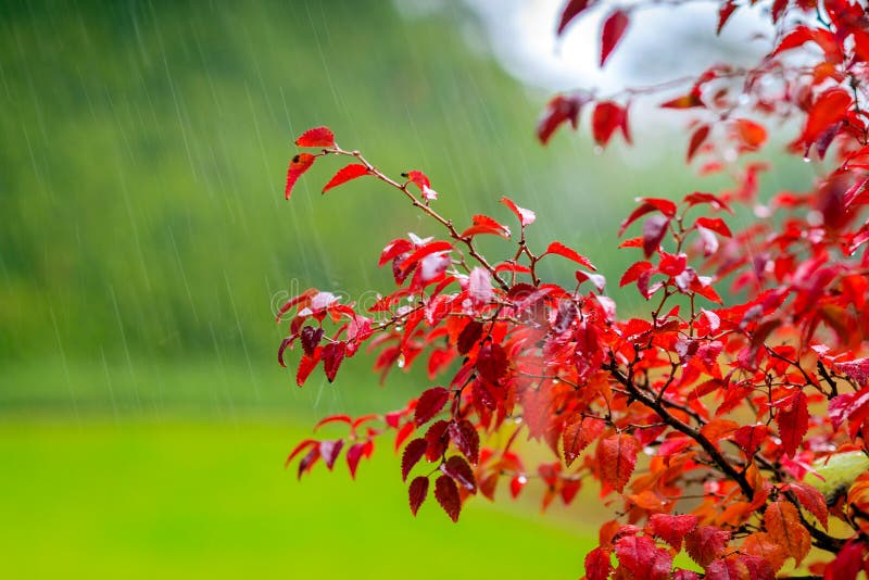 Autumn scene under rain stock photo. Image of bush, botanic - 60151640
