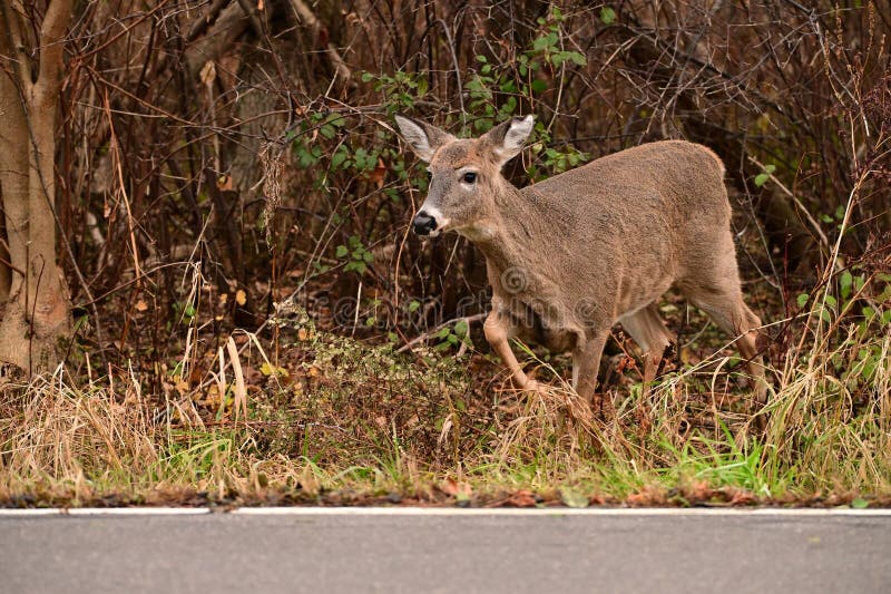 Female White Tailed Deer Crossing Road Stock Photos - Free & Royalty ...