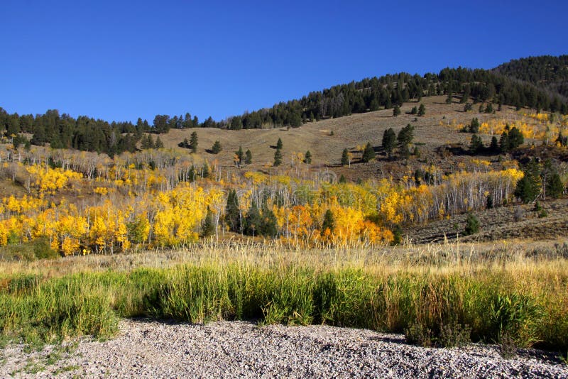 Autumn scene in Wyoming stock photo. Image of leaves - 21350304