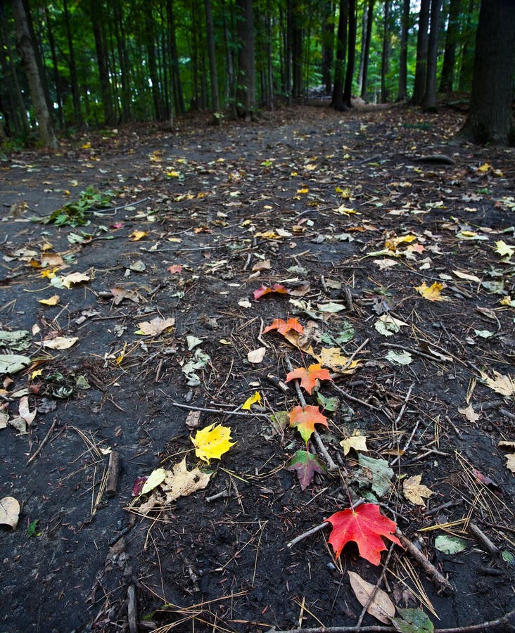 Autumn Scenery stock photo. Image of southern, beautiful - 11401548